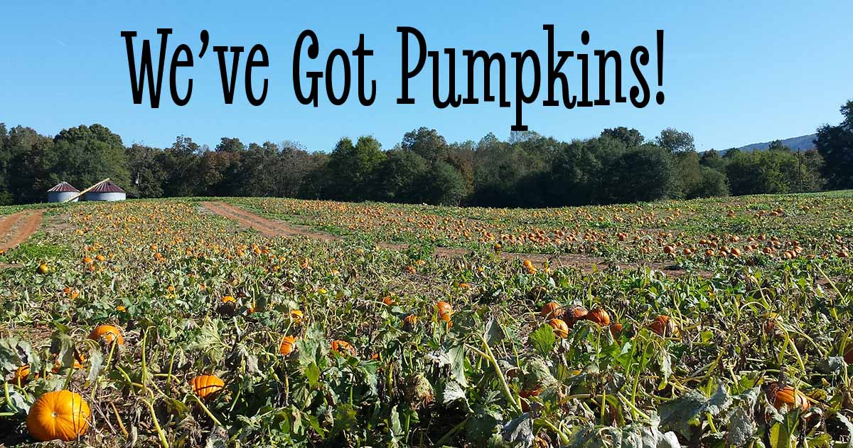 Pumpkins - Ocoee Valley Farms